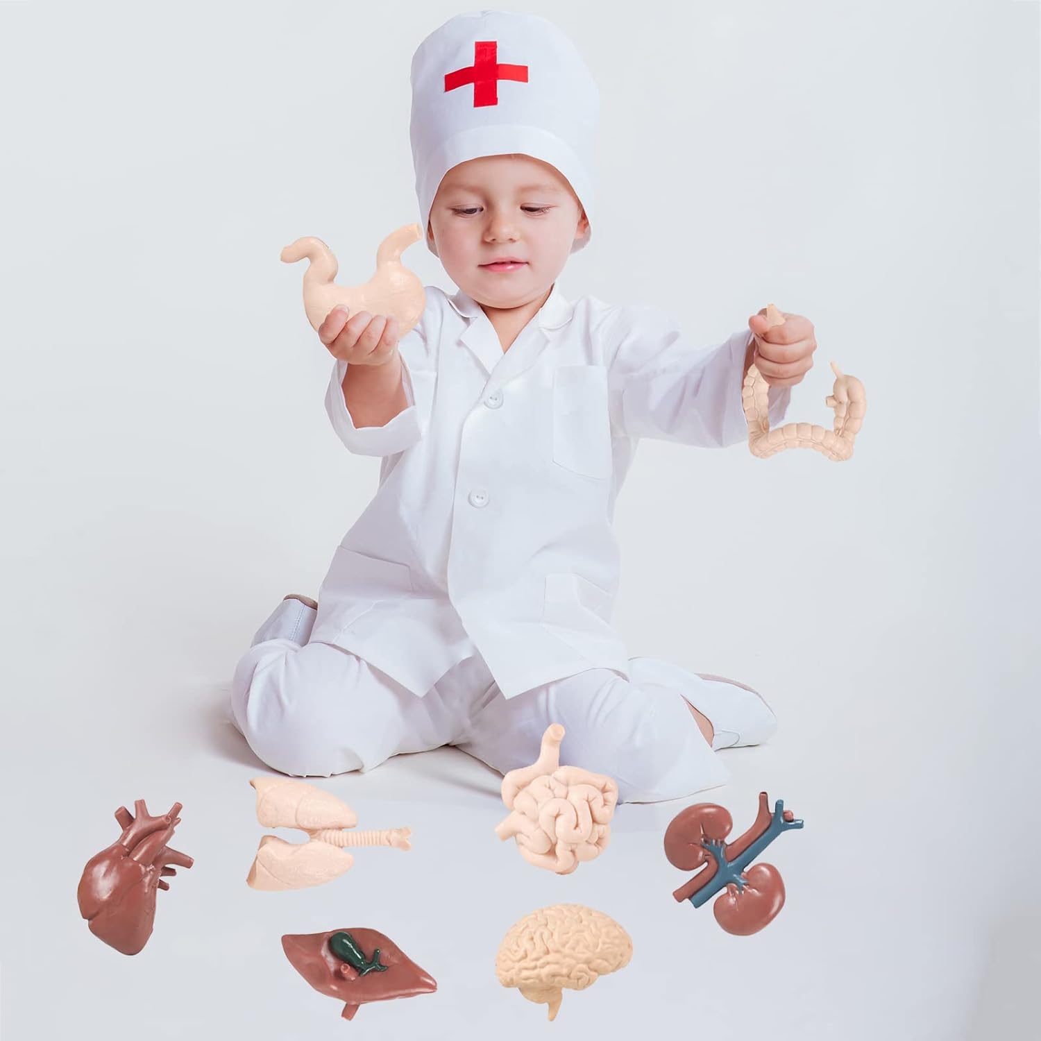 8PCS Human Organs Model Mini Human Body Parts Australia | Ubuy