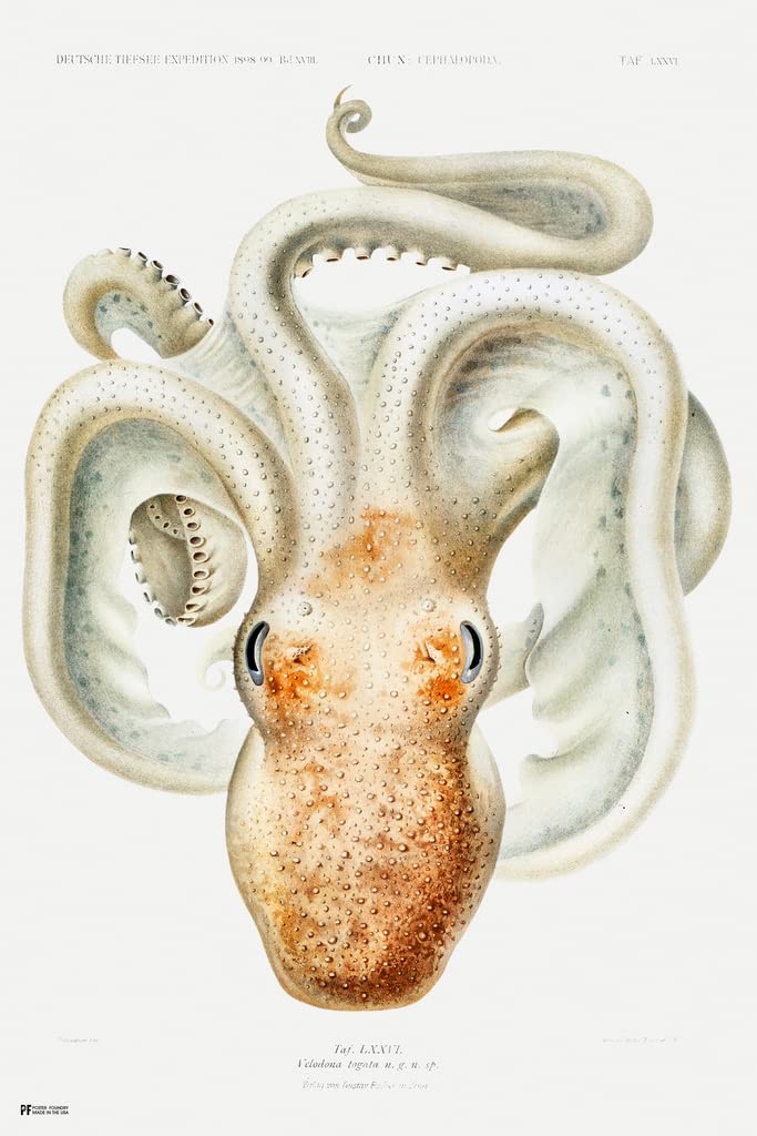 Octopus Scientific Illustration Trendy Vintage Octopus Poster Printed