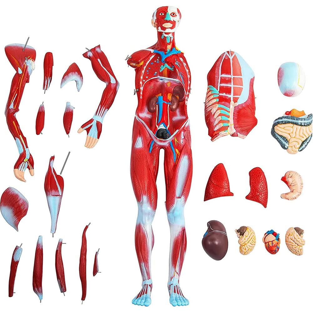 Muscular System Organs And Structures