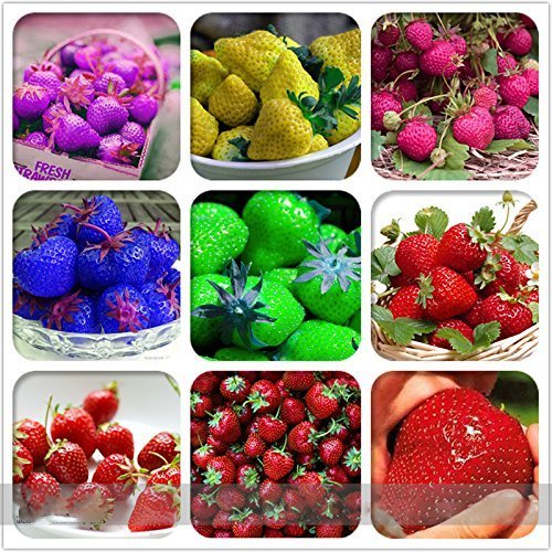 Rare Strawberry Varieties