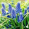 Woodland bulbs® 40 x Muscari Bulbs ‘Mixed’ Spring Flowering Bulbs ...