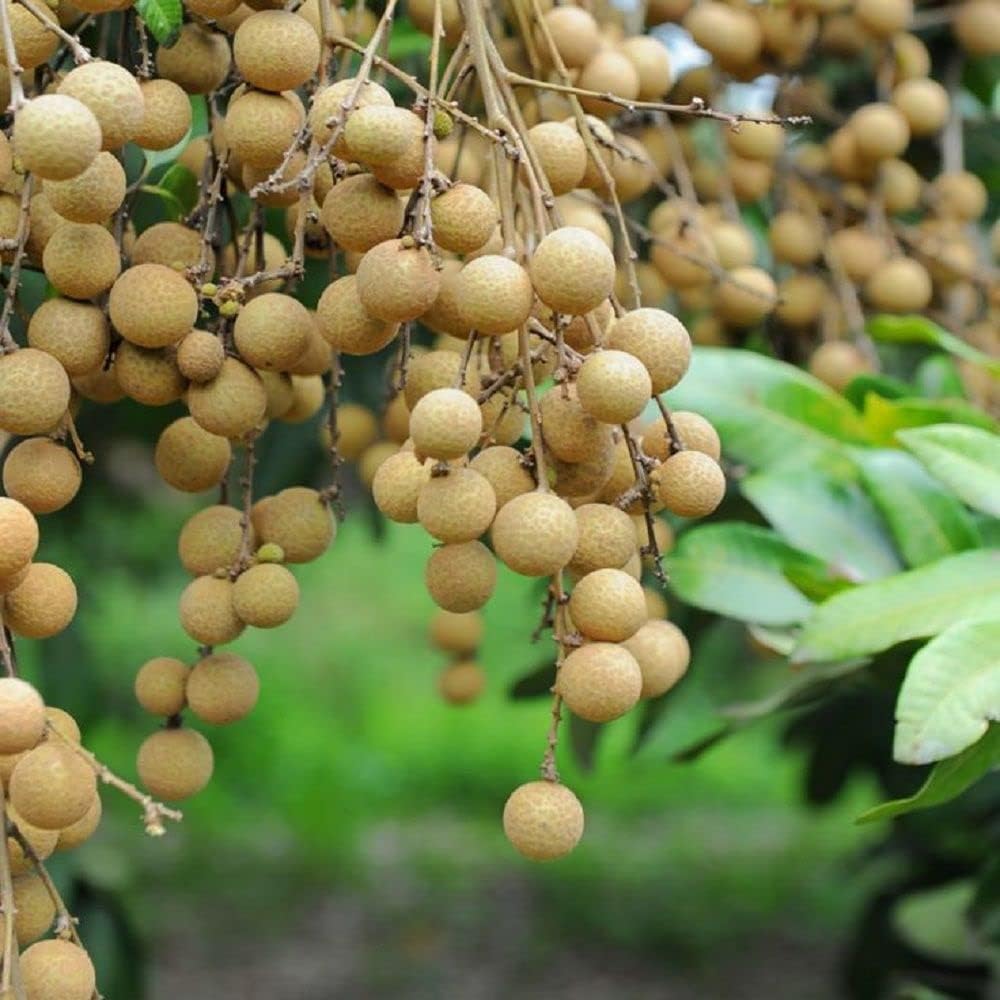 Green view Longan Lichi Sweet Fruit Plant Air layered/Grafted Dragon ...