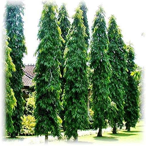 Growing Plants Real Live Ashok Long Tree Plant, Saraca Asoca Plant ...