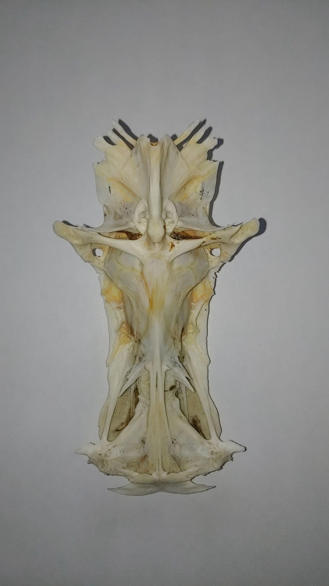 Amazon.com: Crucifix Fish - Taxidermy Skull Bone Legend Jesus Christ ...