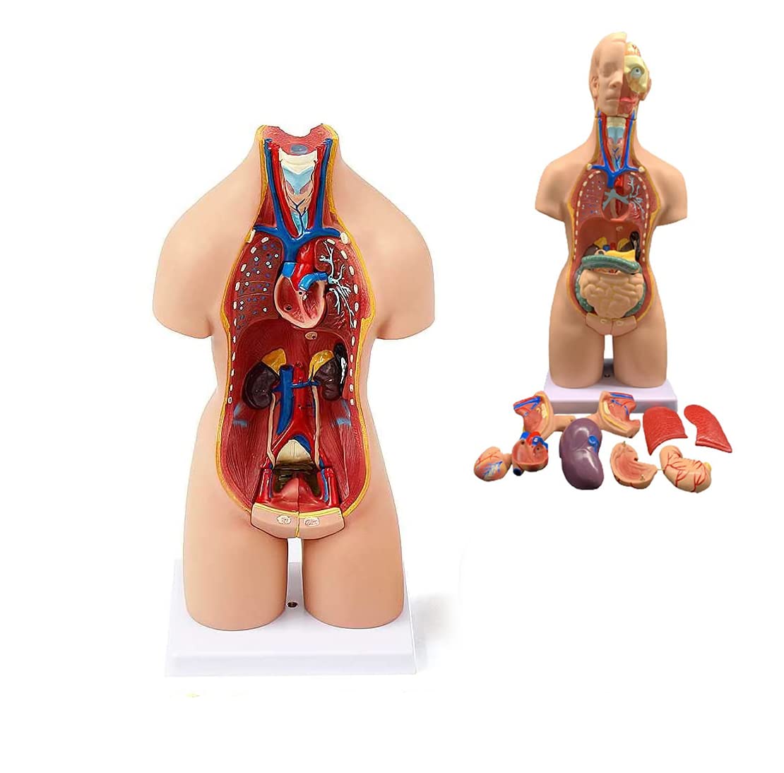 Traje De Cuerpo Anatómico