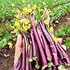Amazon.com : TomorrowSeeds - Hon Tsai Tai Purple Yu Choy Sum Seeds ...