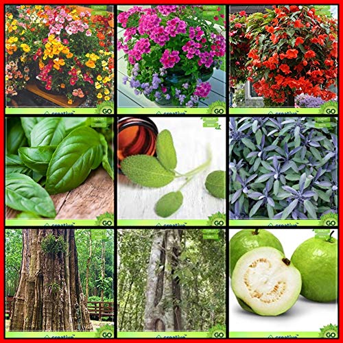 Creative Farmer Best Combo Combo Flower Seeds & Fruit : Guava, Teak ...