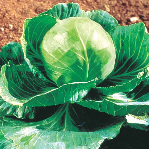 Amazon.com: Golden Cross Cabbage : Patio, Lawn & Garden