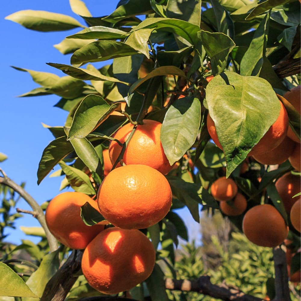 Amazon.com : Satsuma Mandarin Plant, Live 2 to 3 Ft Mandarin Fruit Tree ...