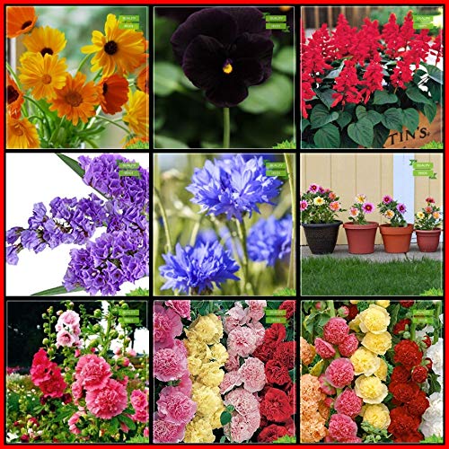 Creative Farmer Flower Plant Seeds combo - seeds for gardening : Amazon ...