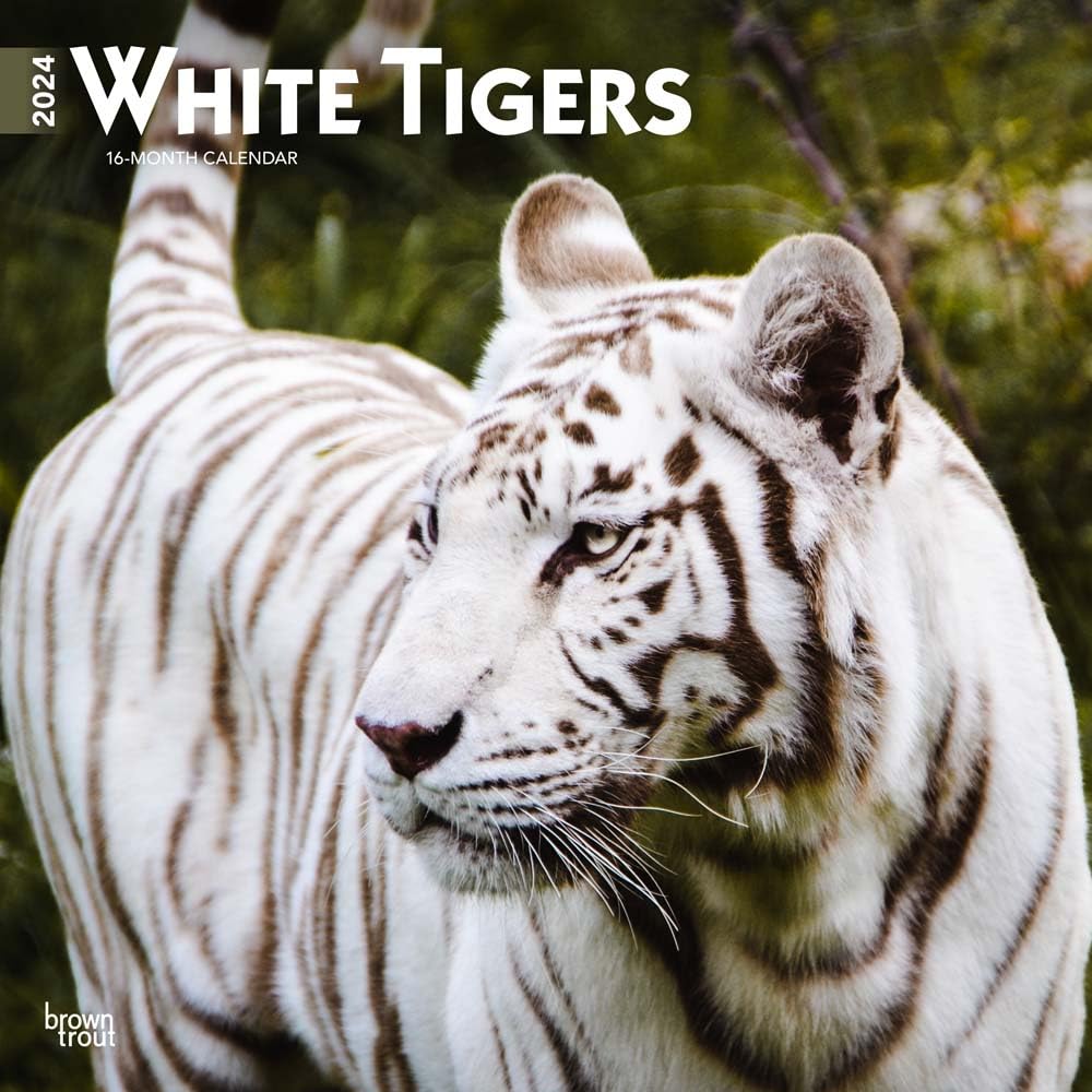 White Tigers | 2024 12 x 24 Inch Monthly Square Wall Calendar ...
