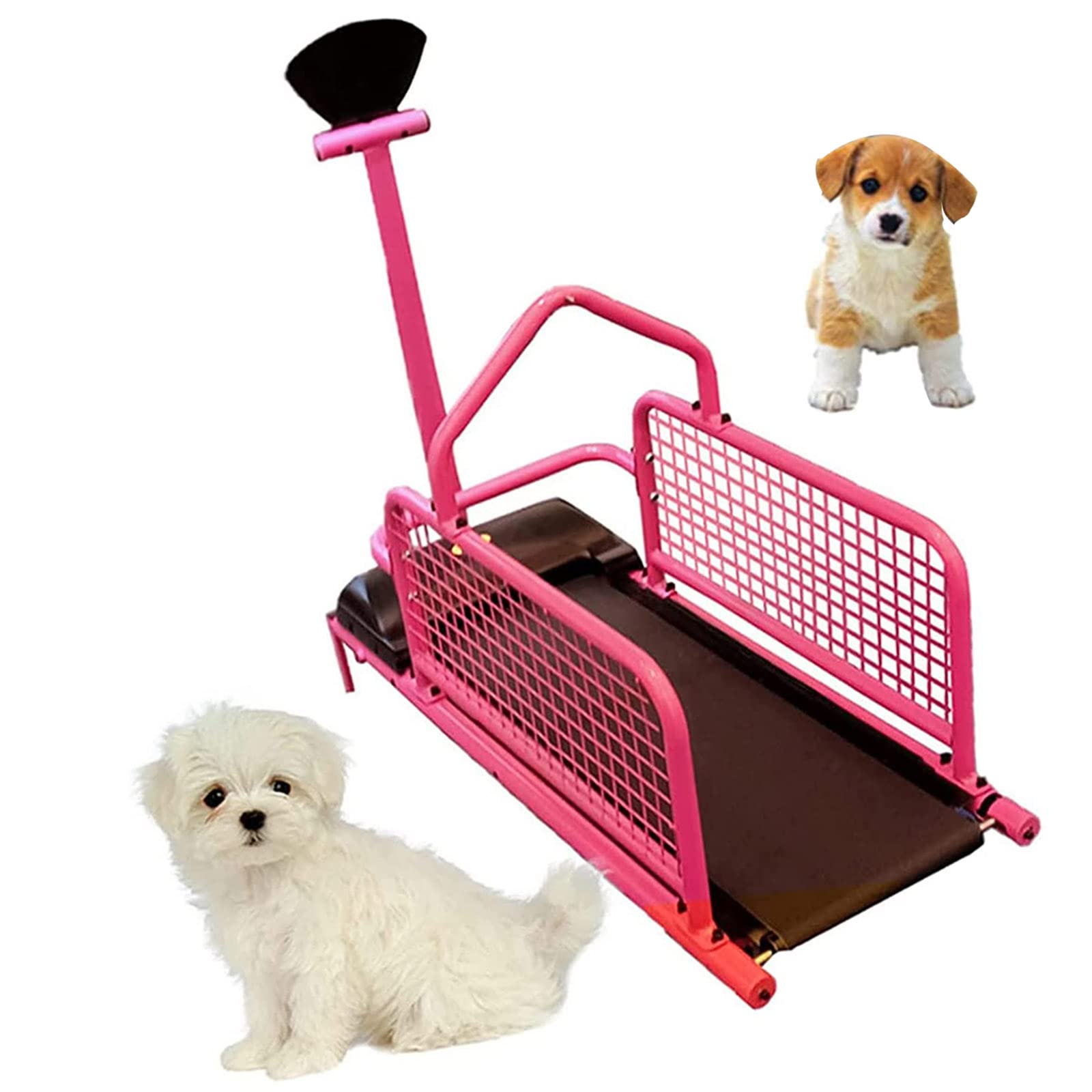 Puede Un Perro Hacer Ejercicio