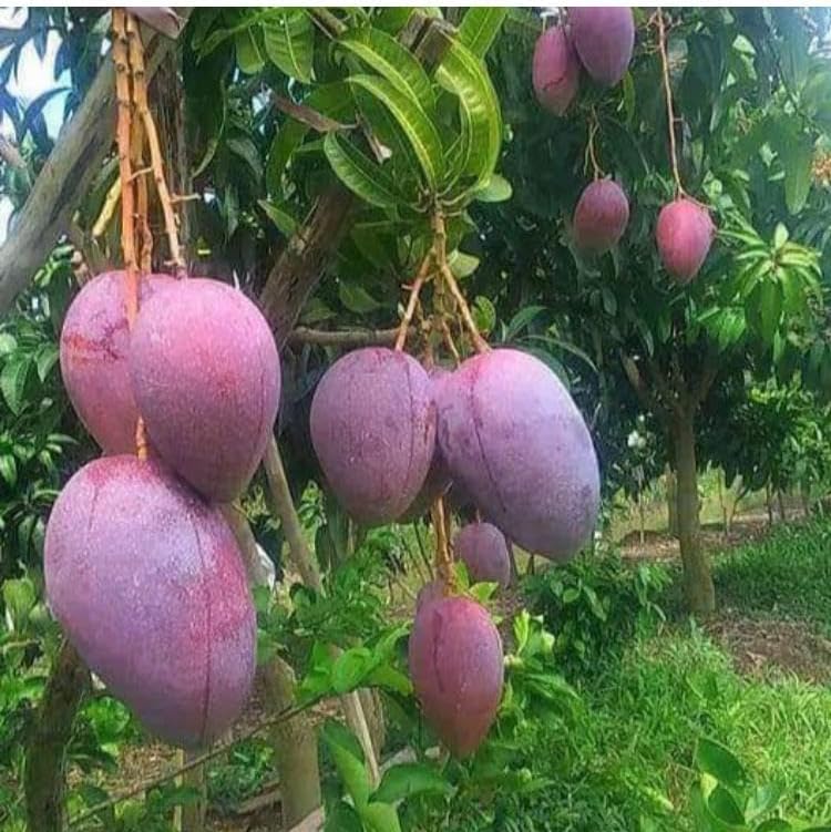 Everfit Agro Arunima Mango " Live Amba fruit plant Grafted hybrid new ...