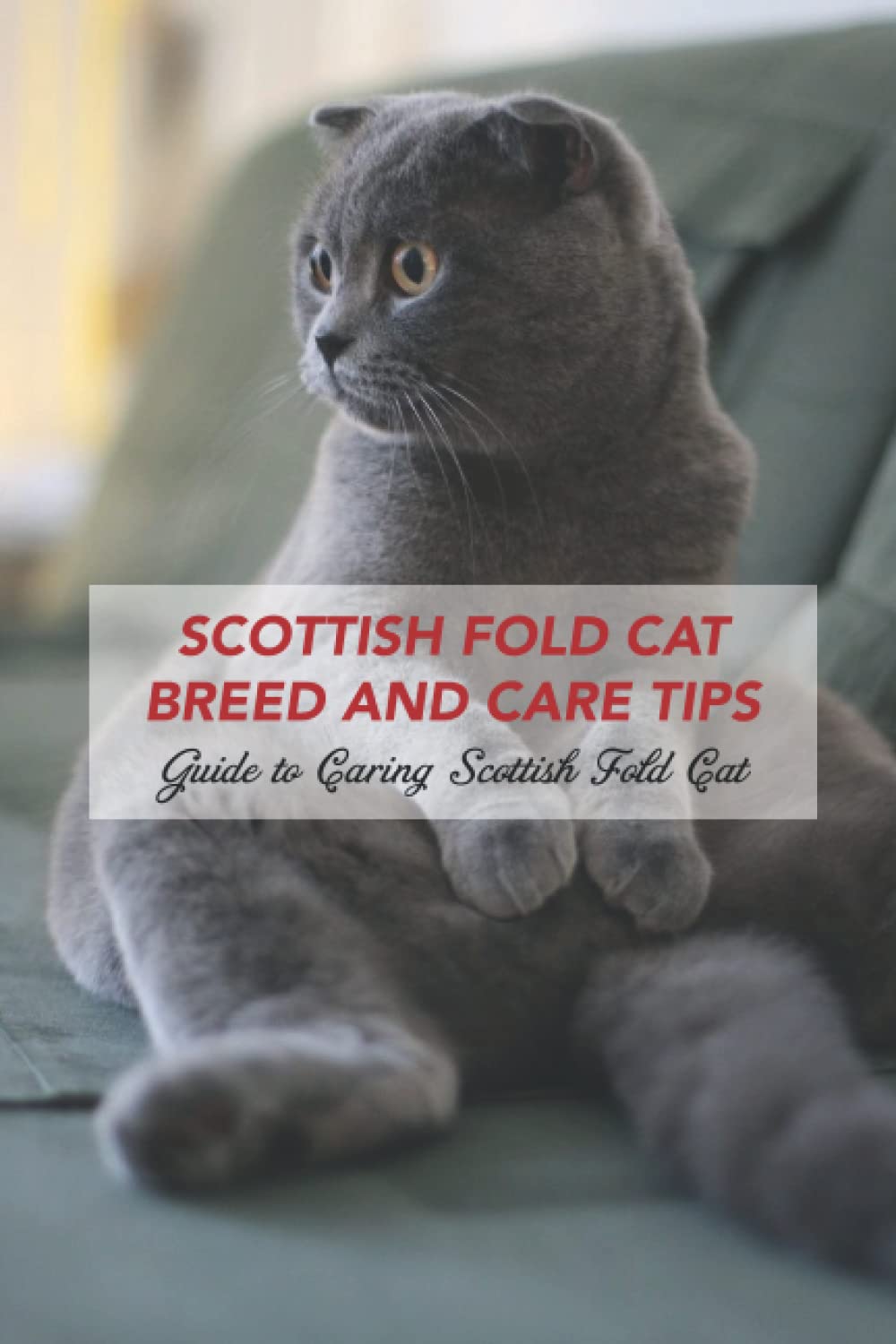 Scottish Fold Review And
