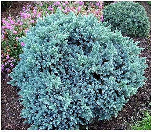 9cm Pot Dwarf Conifer Blue Star Juniperus Squamata Rockery Garden Shrub ...