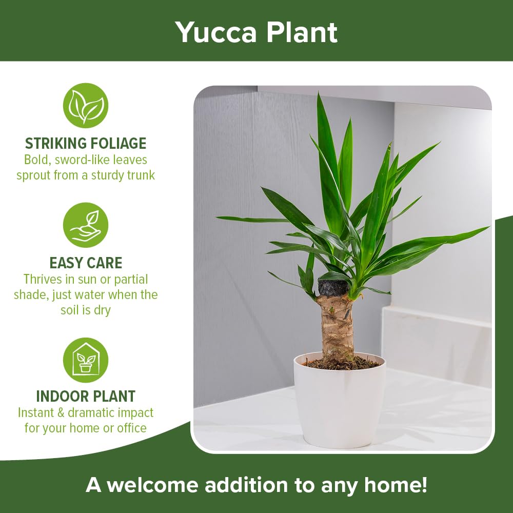 Yucca Plants Types Of Yucca Plants – Yuccas Care & Growing Guide|