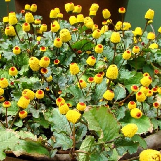 Toothache plant Bulls eye 400 seeds + Plant tag + Freebie - Spilanthes ...