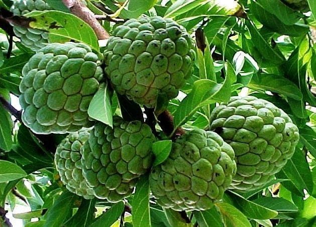 GreenWorld Special Sweet & Rare Green Custard Apple/Green Aata (GRAFTED ...
