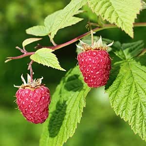 Amazon.com : Red Raspberry Plant Live - Early Everbearing Raspberry ...