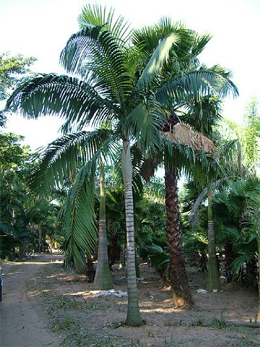 Amazon.com: 10 Seeds King Palm (Archontophoenix alexandrae): Patio ...