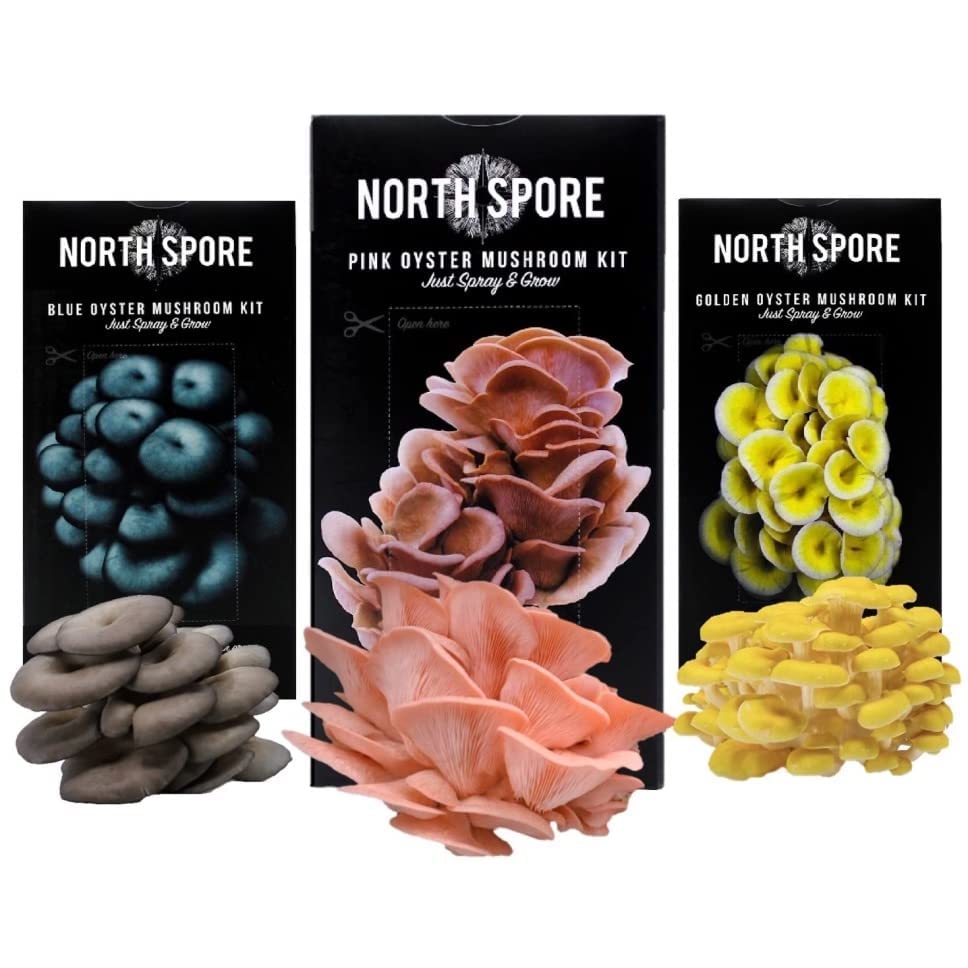 Best Mushroom Grow Kit For Beginners: Top 5 Kits In 2024