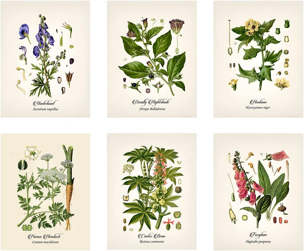 Amazon.com: Vintage Deadly Botanical Poisonous Plant Floral Print Set ...
