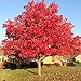 Amazon.com : QAUZUY GARDEN 20 Seeds American Red Maple Seeds Tree Seeds ...