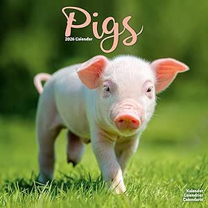 Pigs 2026 Calendar | 12 Month Wall Calendar | Avonside Publishing ...