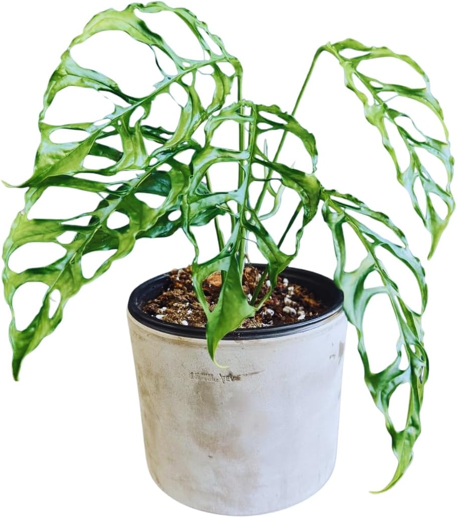 Amazon.com: Monstera Obliqua, Central and South American, Tropical ...