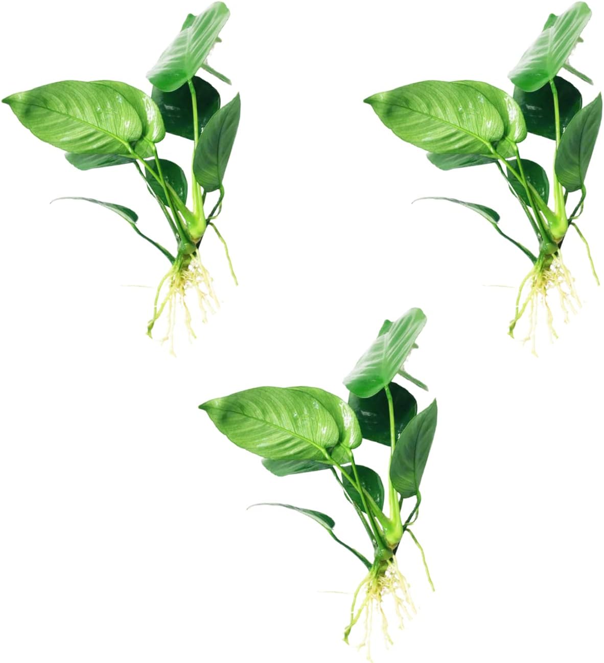 Amazon.com: Mainam 5 Pack Anacharis Elodea Densa Tropical Live Aquarium ...