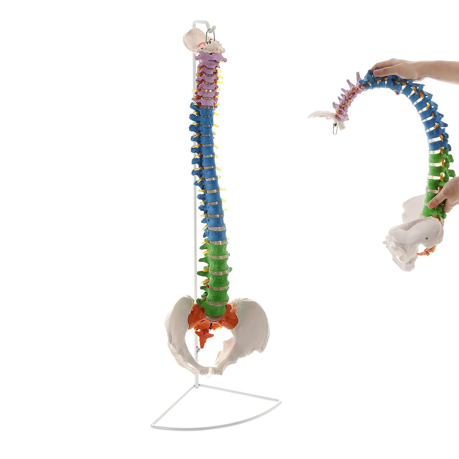 Buy UIGJIOG Spine Anatomical Model for Medical Research Life Size ...