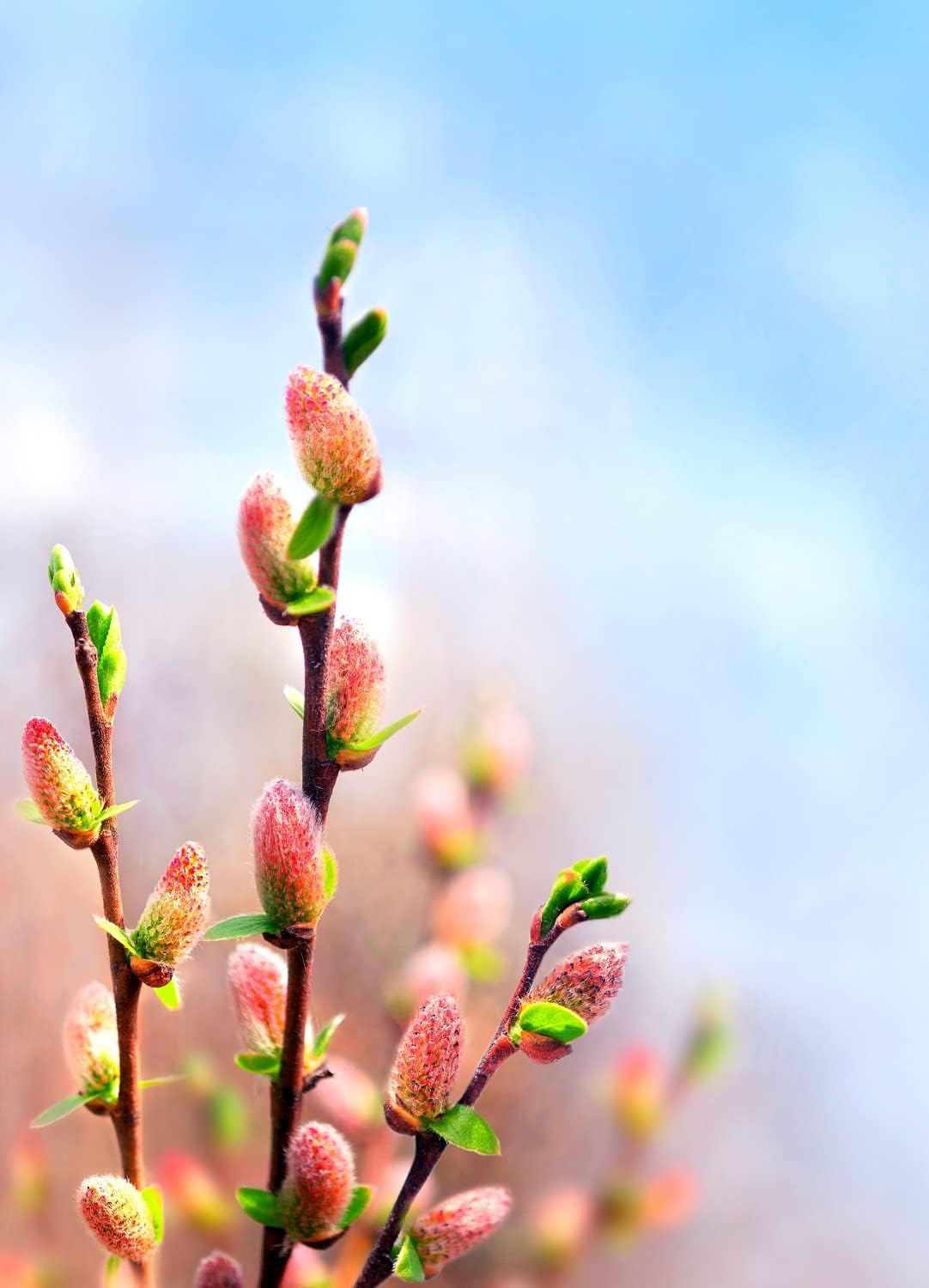 Amazon.com : 2 French Pink Pussy Willow Trees - Fresh Cuttings, Ready ...