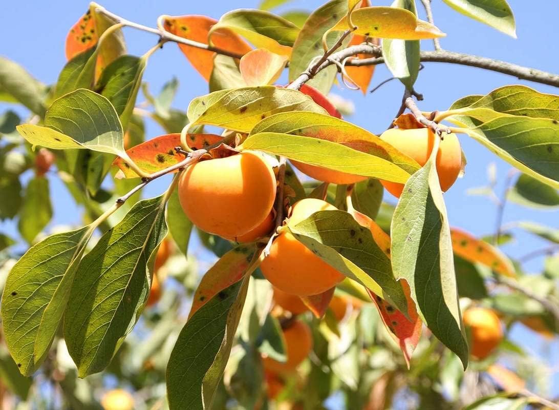 Amazon.com : 1-1000 PCS Common Persimmon Tree Seeds Diospyros ...