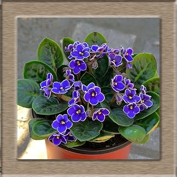 100 PCS 24 colores violeta Semillas, semillas violetas africanas ...