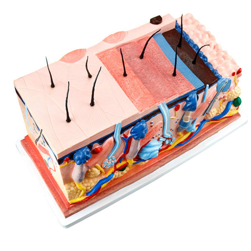 Buy Human Anatomy Model Skin, Block Model, 70 Times Life Size Human ...