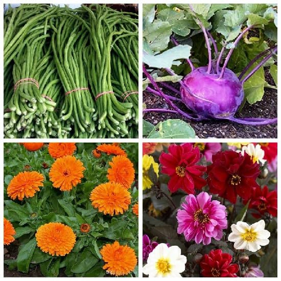 SimXotic Seeds Combo of Lobia Cowpea, Calendula Flowers, Dahlia Single ...