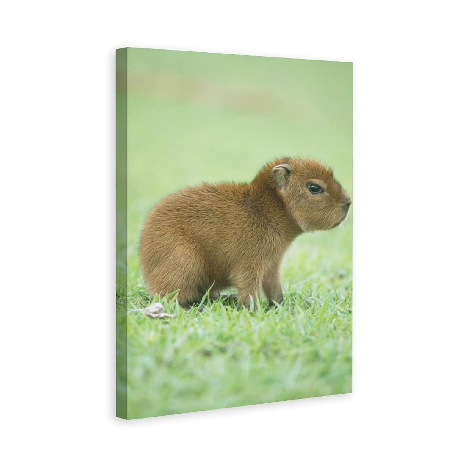 Cute Baby Capybaras