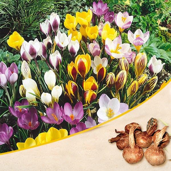 Mphmi Seedless Plant Flower Bulbs Plants Crocus (Random Color) - Bulbs ...