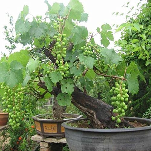 Bonsai Green Grapes Seeds Pot Dwarf Fruit Home Garden Climbing Tree ...