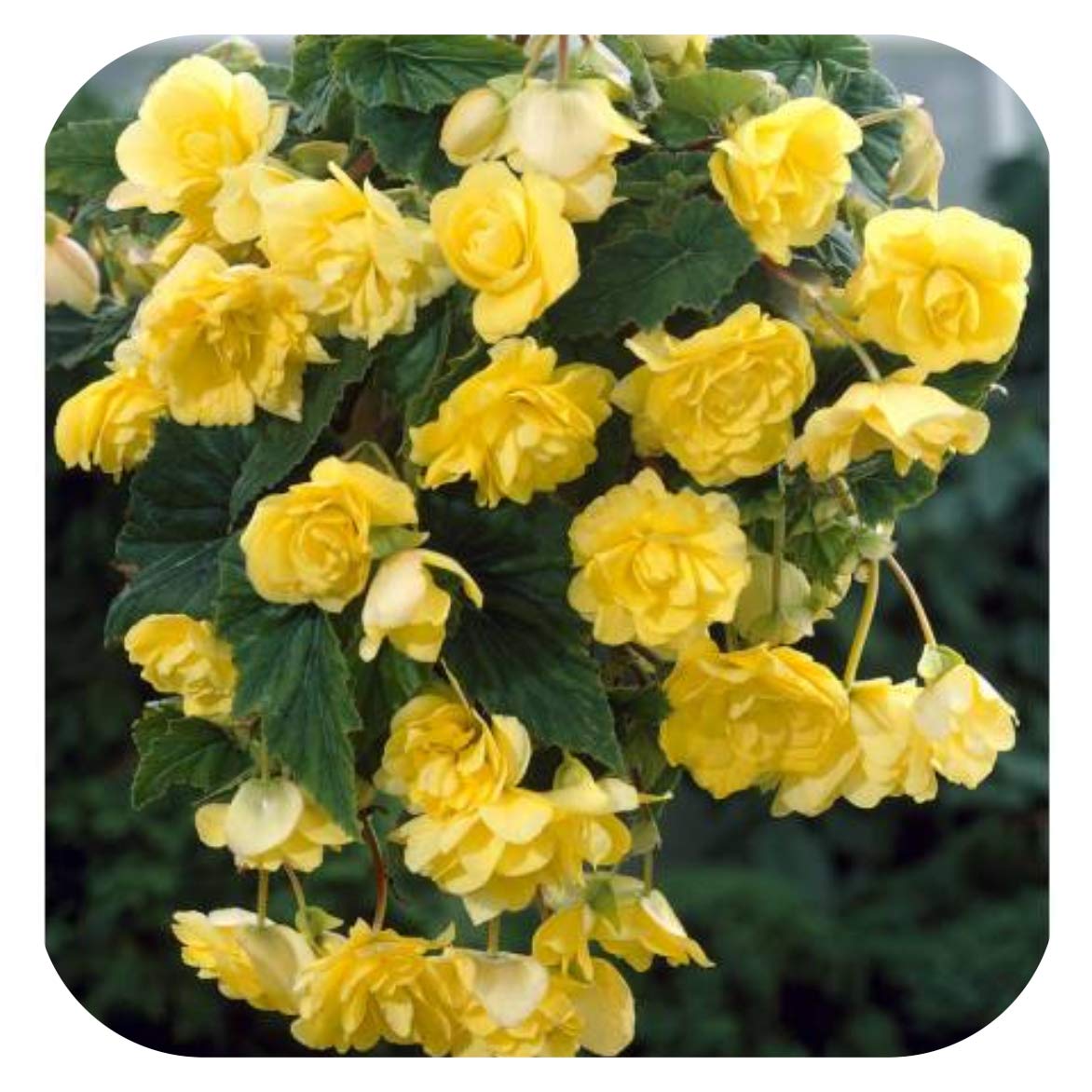 Begonia Pendula Yellow x 5 Tubers/Corms/Bulbs - Hanging Basket Mix by ...