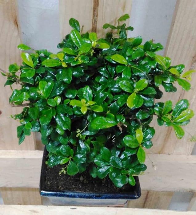 Creative Farmer Malpighia Plant - Creeping Malpegiea : Amazon.in ...