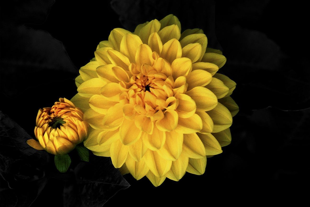 Amazon.com: Exotic Yellow Pair Art Print by Harold Silverman: Posters ...