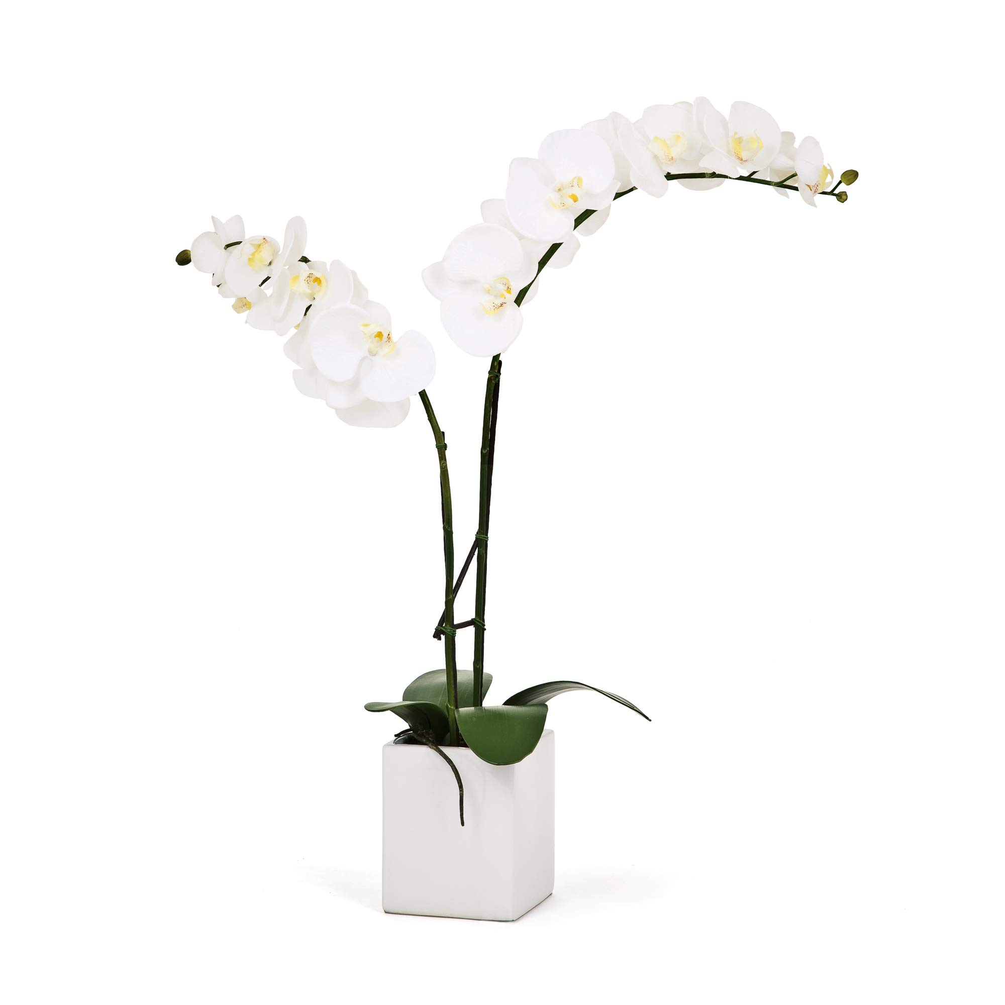 Amazon.com: Torre & Tagus Artificial Potted Orchids in Ceramic ...