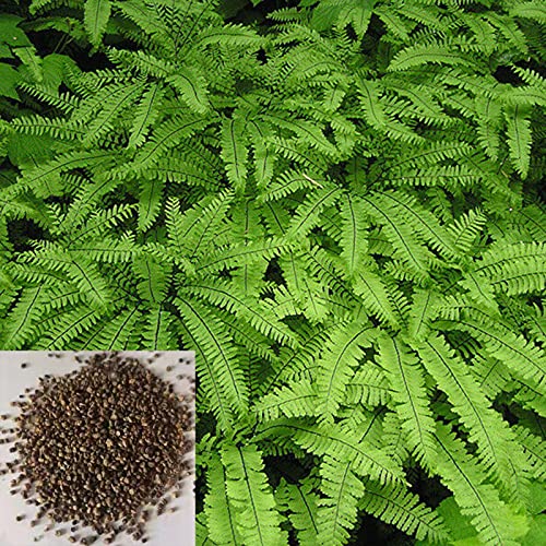 Amazon.co.uk Best Sellers: The most popular items in Fern Seeds