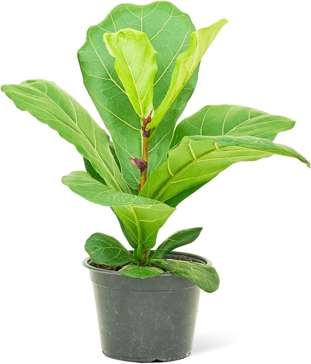 Fiddle-Leaf Fig, 6″ Pot – Ficus lyrata, Banjo Fig Plant – Yaxa Colombia