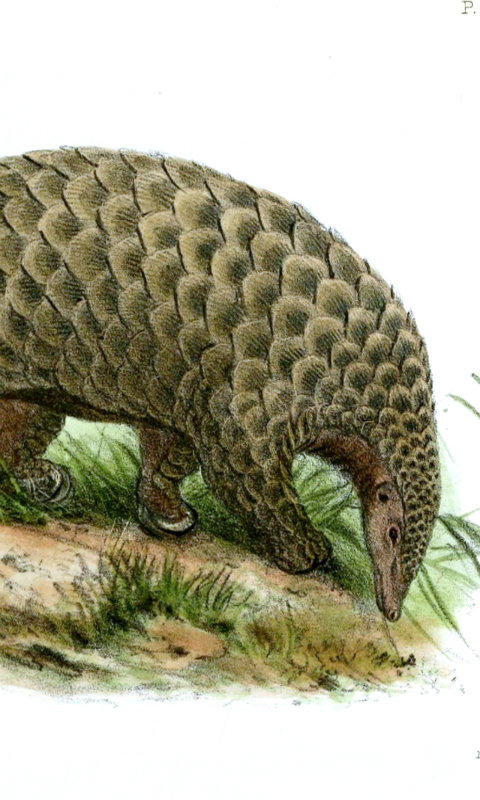 Save Pangolin: Play with the pangolins - App on Amazon Appstore
