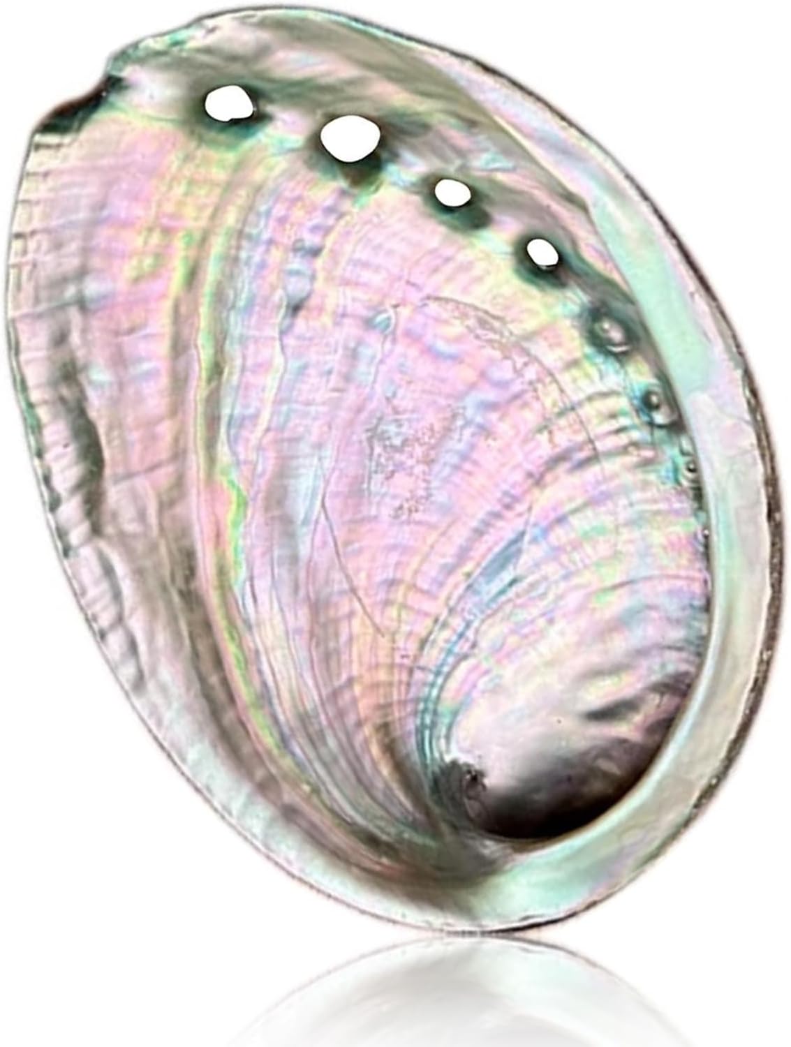 Amazon.com: BRBASAP Large Abalone Shell Bowl 4.3-4.7 Inch Fire Safe ...