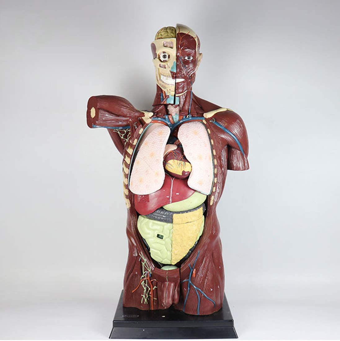 Educational Model Human Torso Body Model Anatomy Anatomical Medical ...