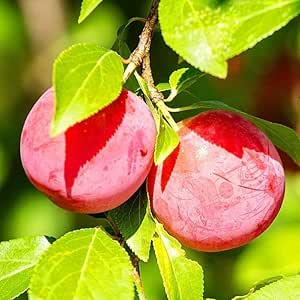 Amazon.com : Set 3 American Plum Trees Live Plants 1 to 2 Feet Height ...