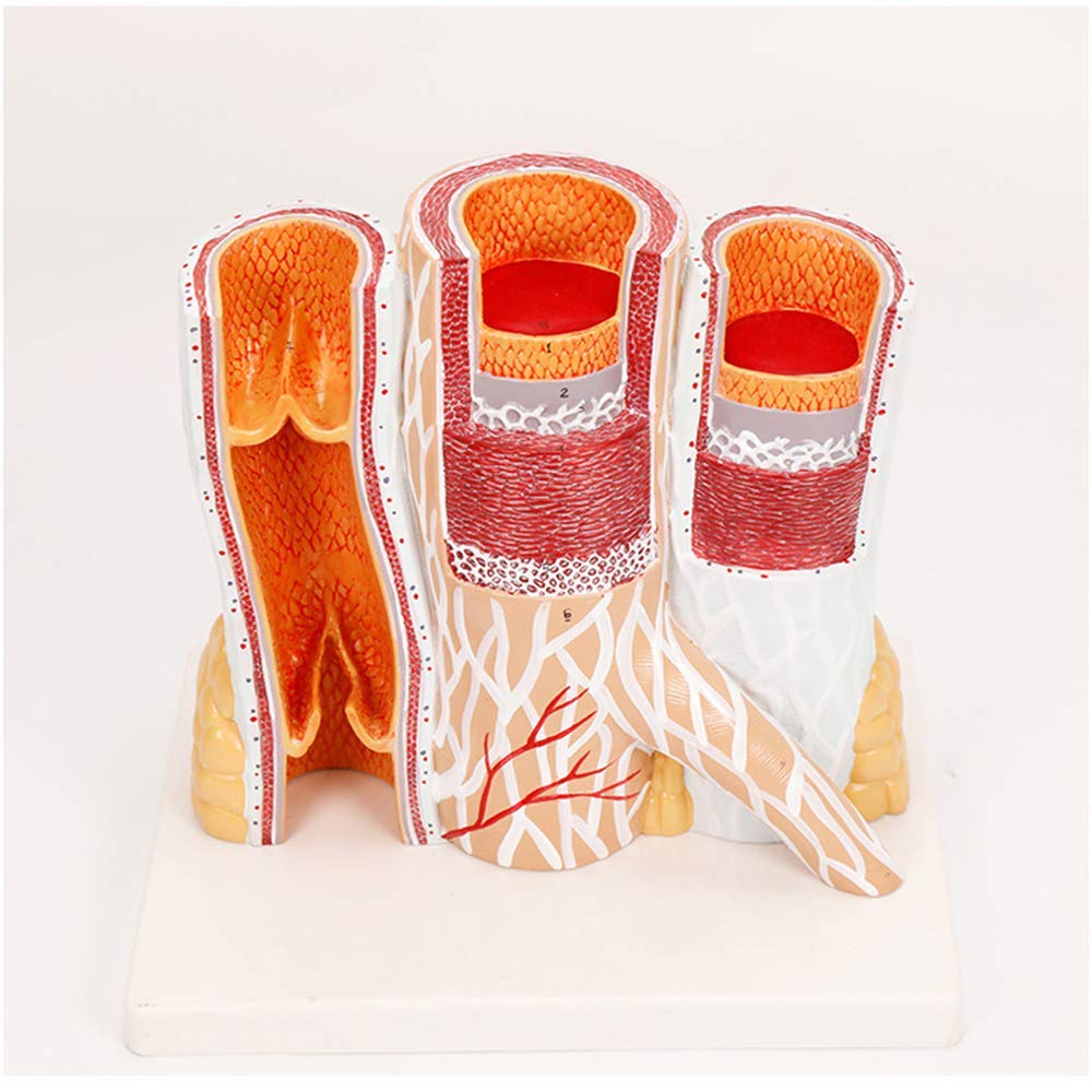 Arterial Vene Vencular Model Arterial And Venic Structure Anatomical ...